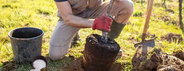 Epsom Salt for Tree Care: Promoting Stronger and Healthier Trees ...